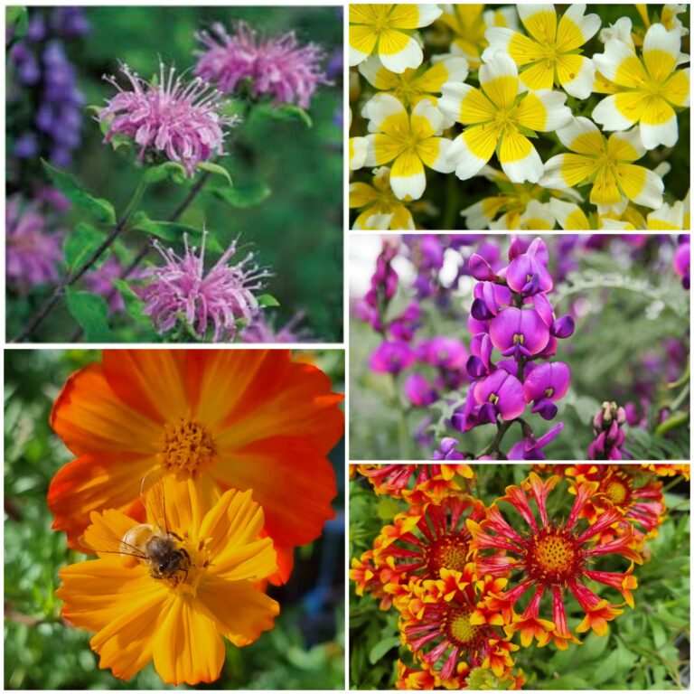 Bee Kind Mix – Wild Flower Seeds – Bee Kind Australia