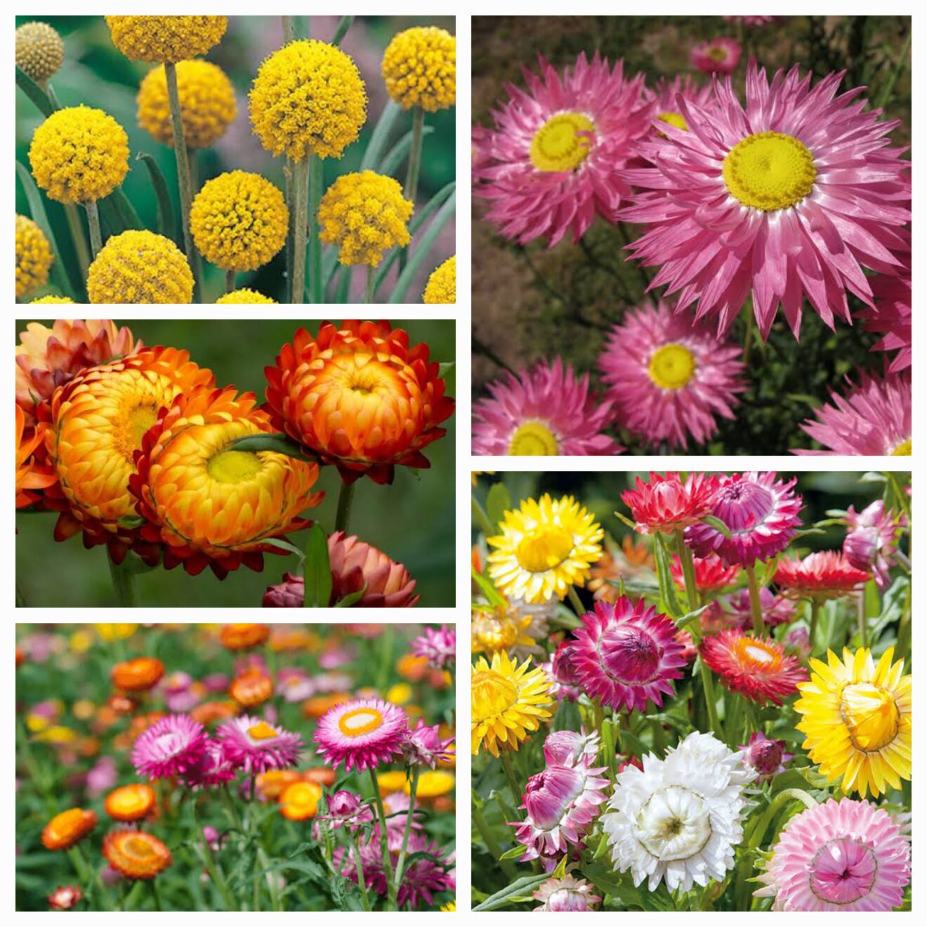 Australian Native Mix – Wildflower Seeds – Bee Kind Australia